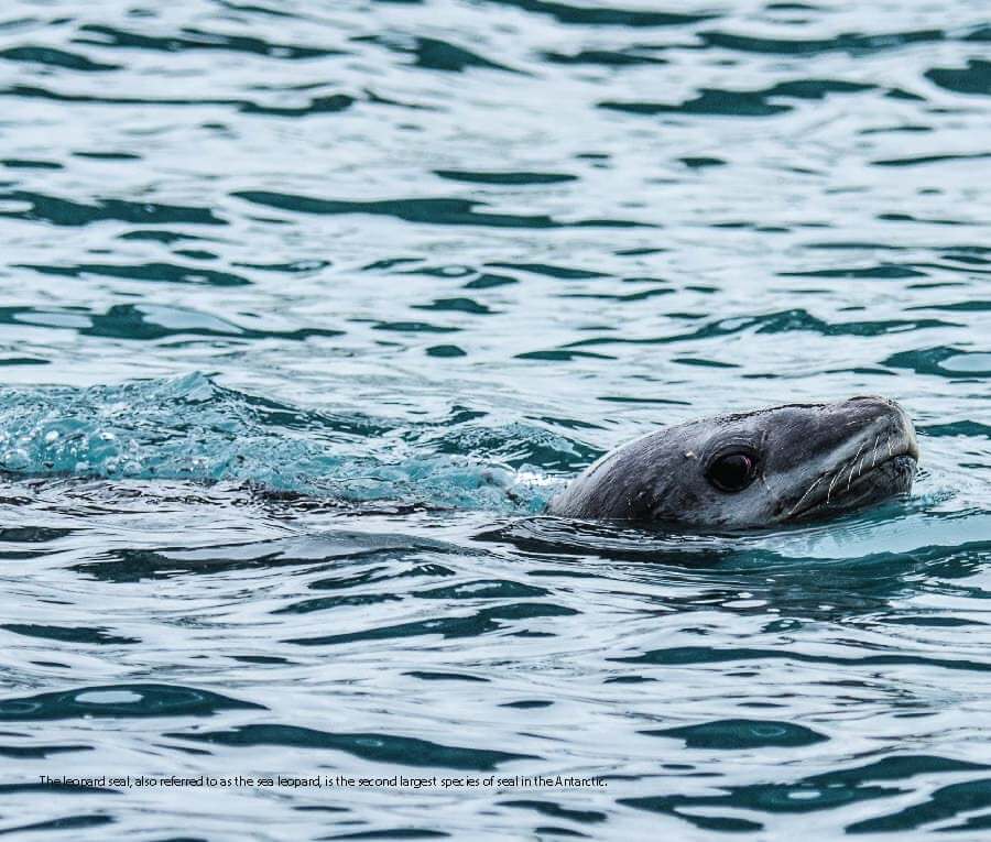 Antarctica Thumbnail 43 – John Kahan