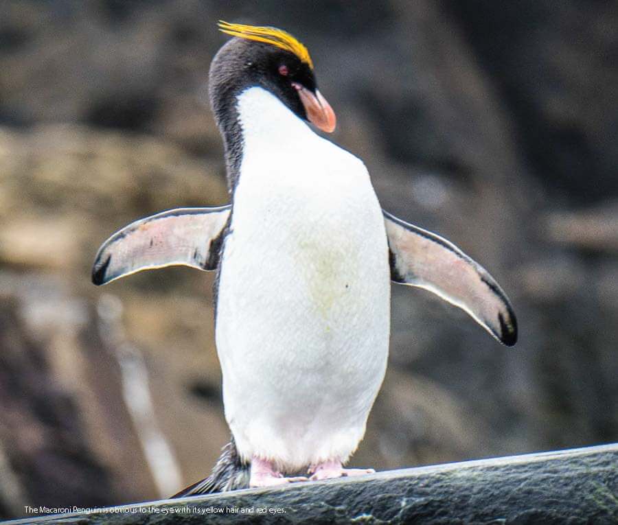 Antarctica Thumbnail 33 – John Kahan