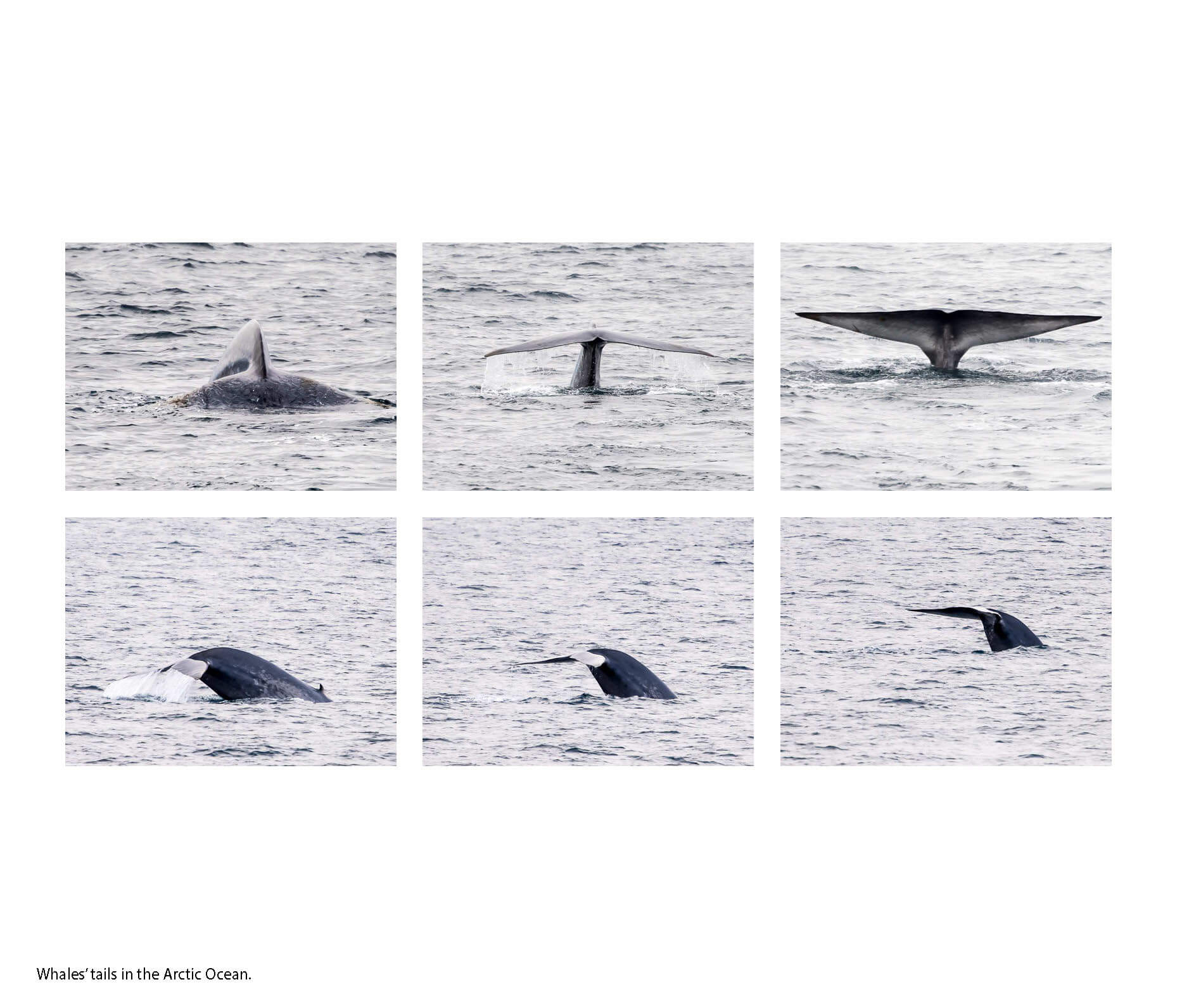 The Arctic Thumbnail 34 – John Kahan